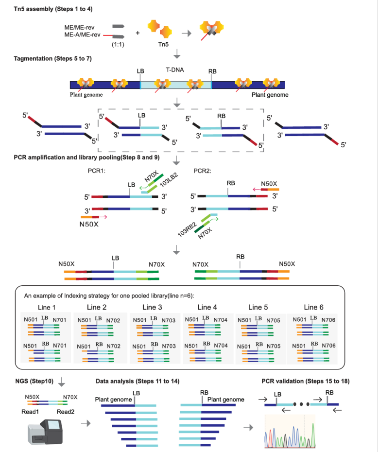 重要科研论文（28）丨一种基于Tn5转座酶建库的T-DNA插入分析新方法TTLOC